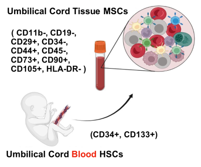 7 Myths & Realities about Perinatal Stem Cells